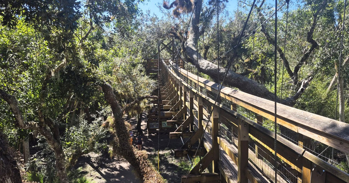 This Treetop Canopy Walkway In Florida Is An Aerial Adventure For The ...