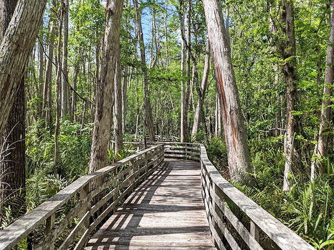 A wooden pathway beckons through ancient cypress trees, nature's red carpet inviting explorers into a world untouched by time.