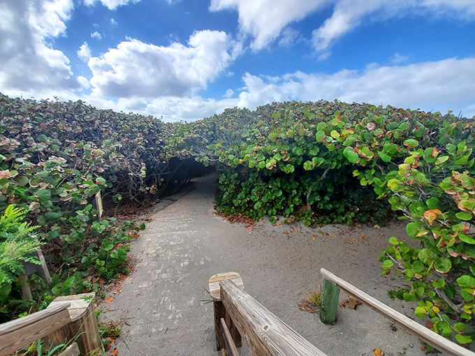Nature's archway beckons at Blowing Rocks Preserve, where sea grape trees form magical tunnels that transport visitors to old Florida's untouched beauty.
