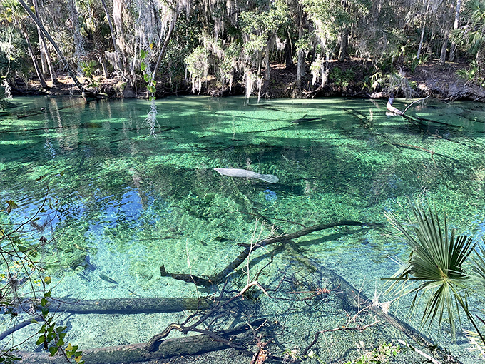Blue Spring Boardwalk Trail: Nature's red carpet winds through a lush Florida hammock, inviting explorers into a world of wild wonder.
