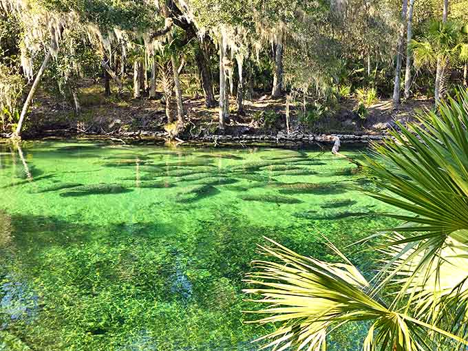 Blue Spring State Park: Nature's own emerald pool beckons with waters so clear you'll swear someone sneaked in and installed underwater lighting.