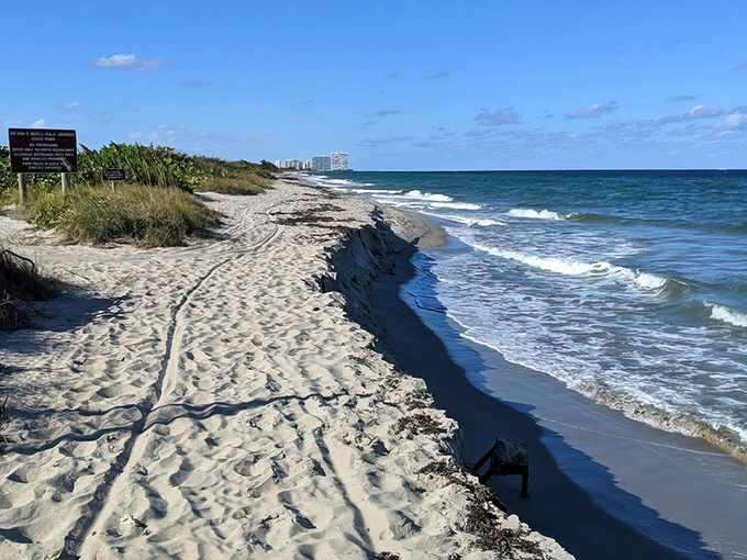 Nature's perfect edge: where pristine sand meets the Atlantic's embrace, creating a peaceful boundary between two worlds at Mizell-Johnson State Park.