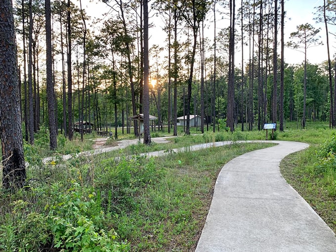 Sunlight filters through towering pines along this inviting pathway, nature's version of a red carpet welcome.