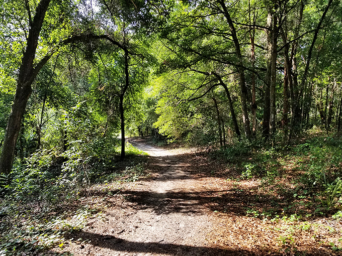 A sunlight-dappled trail beckons through Hidden Waters Preserve, where nature's air conditioning comes in the form of gentle breezes through ancient oaks.