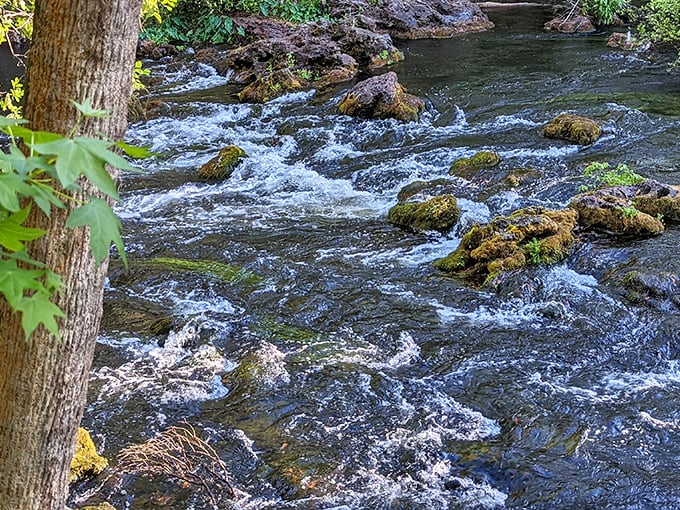 Nature's own whitewater adventure! The Hillsborough River's Class II rapids prove Florida isn't just flat beaches and theme park madness.