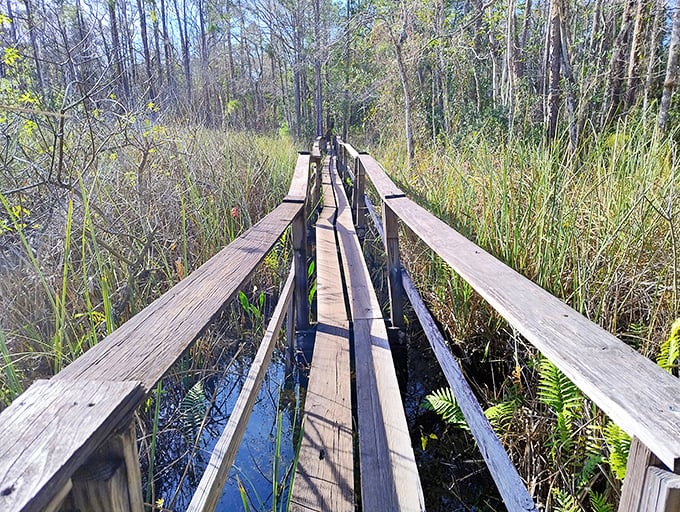 Narrow wooden boardwalks invite you into Florida's secret world &ndash; where every step feels like turning a page in nature's storybook.