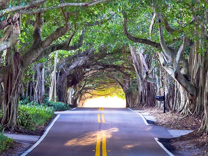 Nature's cathedral: ancient oaks create a living tunnel where sunlight dances through leaves like nature's own stained glass.