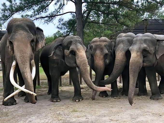 A majestic gathering of Asian elephants at Two Tails Ranch, their trunks and tusks on full display like nature's most impressive welcoming committee.