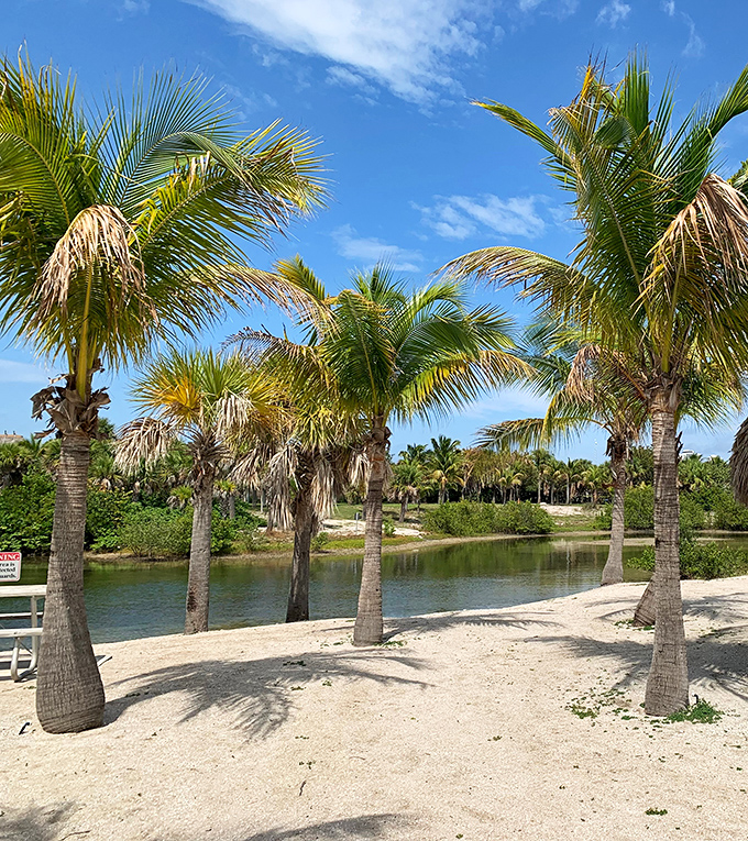Palm trees stand sentinel along Peanut Island's shoreline, their fronds dancing in the breeze while crystal waters beckon visitors to Florida's hidden paradise.