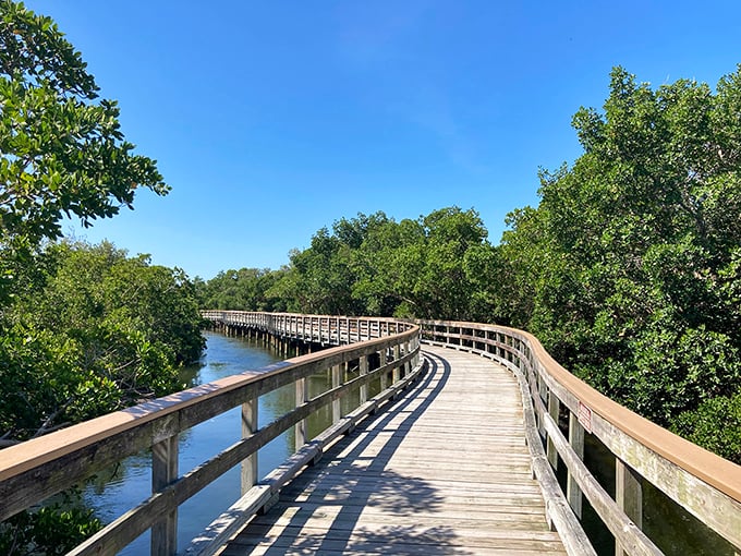 A wooden boardwalk winds through lush mangroves, creating a pathway into Florida's coastal wilderness.
