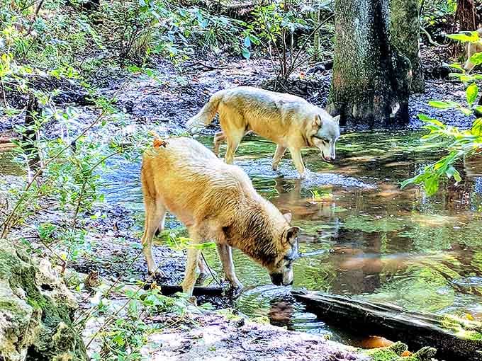 Two majestic wolves wade through a serene creek, their golden coats glistening in dappled sunlight – nature's royalty at home in their element.