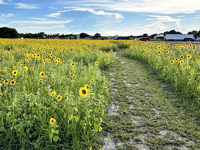 Golden giants standing at attention across acres of Florida farmland, proving that sometimes the best views don't require a mountain or an ocean, just a field and some seriously ambitious flowers.