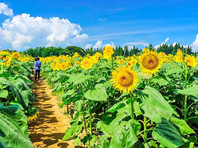 Southern Hill Farms welcomes visitors with open fields and endless possibilities, like nature's version of an all-you-can-eat buffet minus the sneeze guard.