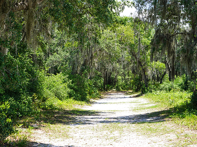 A sunlit path through Split Oak Forest beckons adventurers into a world where Spanish moss drapes from ancient trees like nature's own decorations.