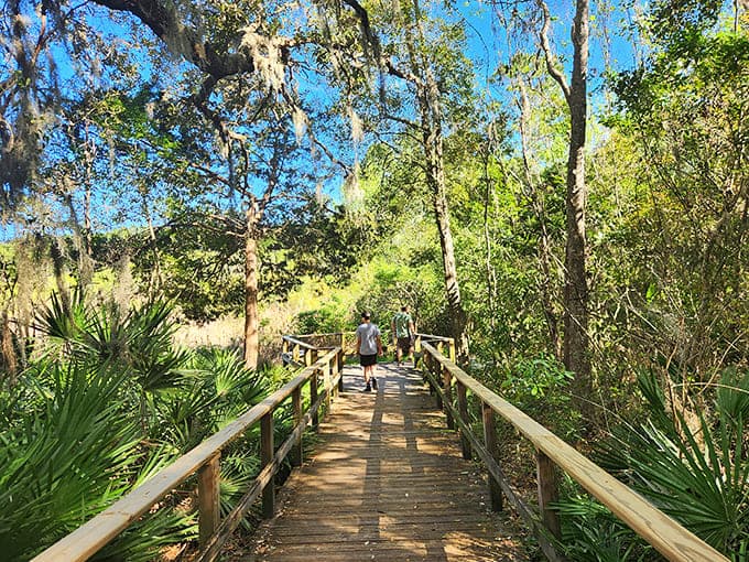 The boardwalk beckons you into a world where Spanish moss and palmetto palms create nature's own cathedral ceiling overhead.