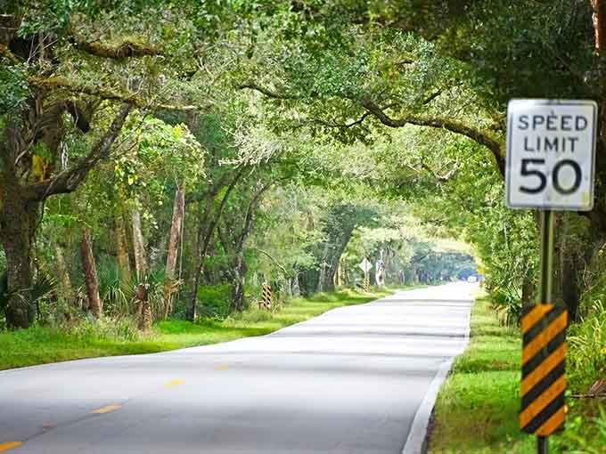 Nature's welcome mat: where ancient oaks bow to create Florida's most enchanting entrance, no velvet rope required