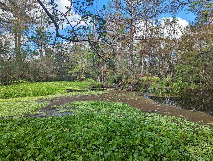 Nature's emerald carpet stretches across Corkscrew Swamp, where lily pads create stepping stones for the imagination in this watery wonderland.