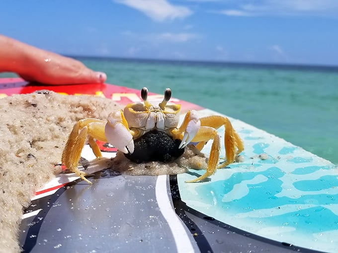 A curious ghost crab poses momentarily on a boogie board, reminding us we're merely visitors in his sandy kingdom.