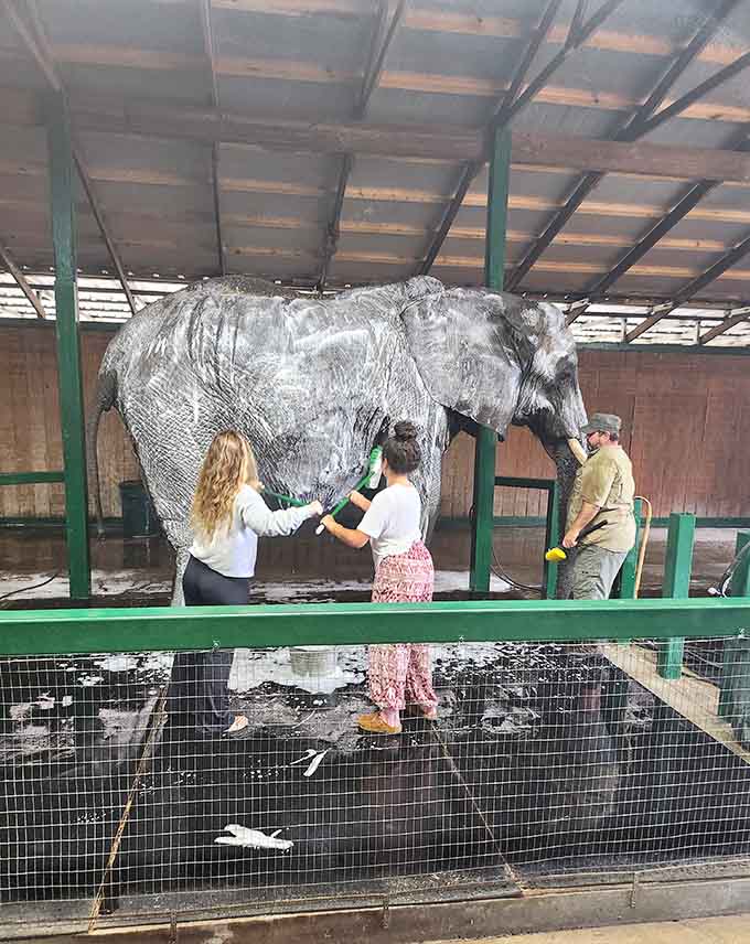 Bath time transforms into pure joy as visitors help scrub these playful giants, learning about elephant skin care while getting splashed by enthusiastic trunks.