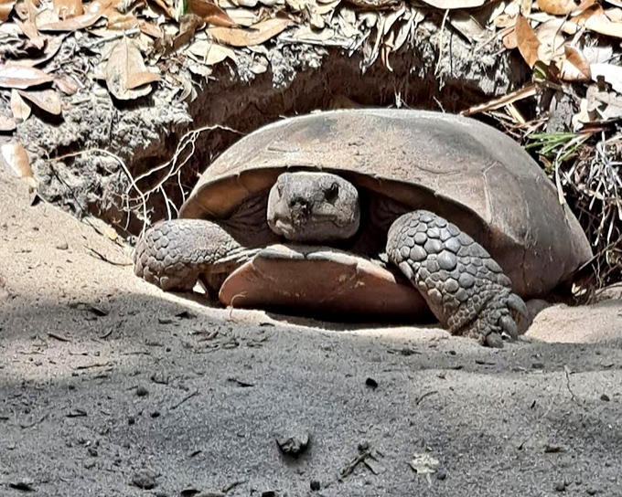 This gopher tortoise isn't just digging a hole &ndash; it's creating underground real estate that hundreds of other species will call home.