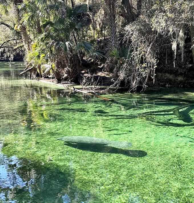 Manatee in Clear Spring Water: A gentle giant glides through crystal waters so clear you can count every whisker on its curious snout.