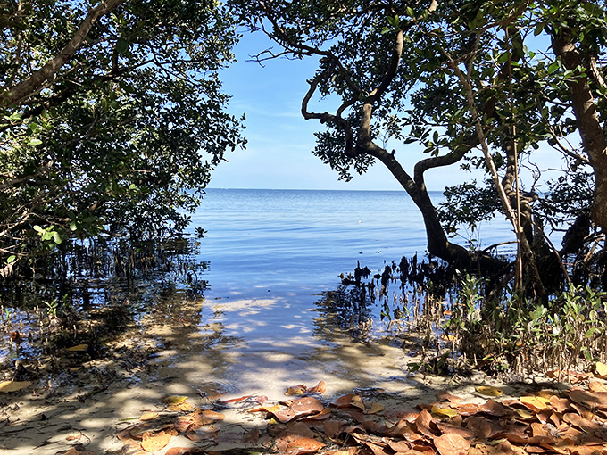 Mangrove roots create a natural archway to the open water, inviting exploration by kayak or paddleboard.