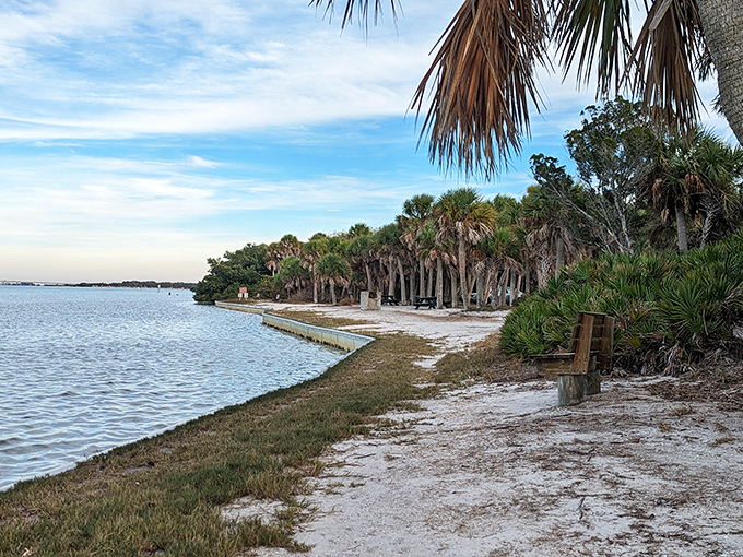 Palm trees: Florida's iconic trees line the shoreline like nature's own welcoming committee, their fronds dancing in the Gulf breeze.