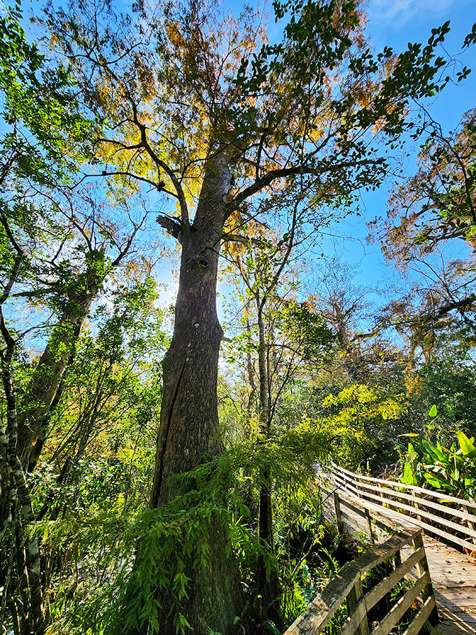 This towering cypress reaches skyward like nature's cathedral, its branches creating a living stained-glass effect with filtered sunlight.