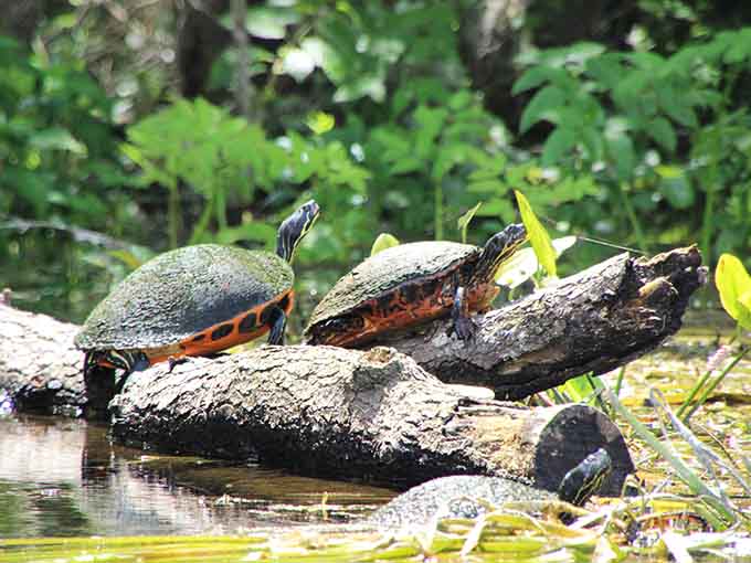 Turtles demonstrate the art of doing absolutely nothing with such commitment that you almost feel guilty about your own productivity anxiety, almost.