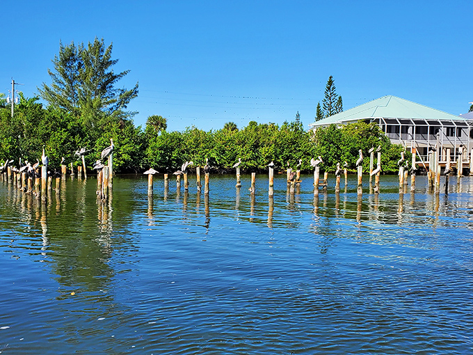Waterfront real estate: Pelicans have claimed these posts as prime fishing perches, nature's version of front-row seats.