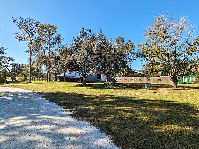The ranch's serene landscape offers a perfect backdrop for these magnificent creatures to live their best elephant lives.