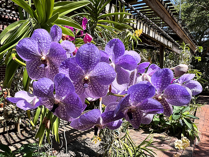 Vibrant purple orchids reach toward the sunlight, their delicate patterns a stunning contrast to the garden's rugged elements.