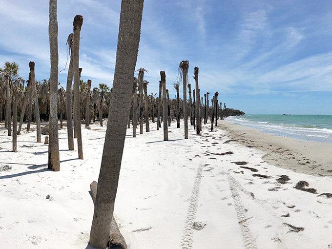 Palm tree skeletons stand like soldiers at attention along Egmont's shore, nature's own monument to Florida's ever-changing coastline.