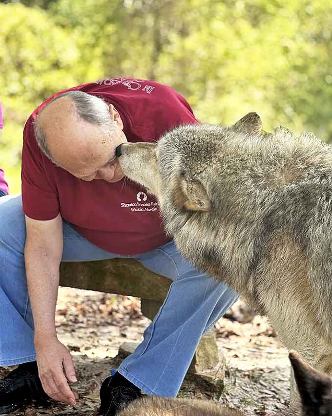 The intimate bond between caretaker and wolf speaks volumes about the preserve's mission – mutual respect bridges the wild-domestic divide.