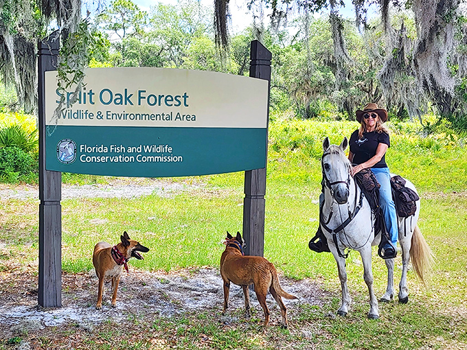 A visitor on horseback with canine companions demonstrates one of Split Oak's many recreational opportunities, where four-legged friends are welcome trail partners.