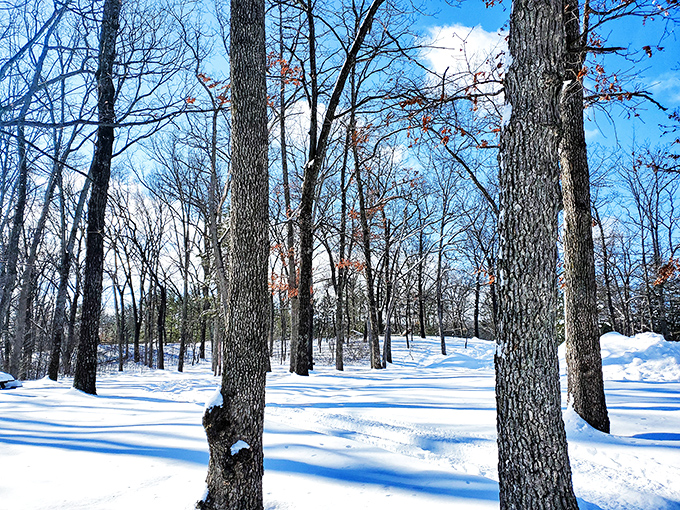 Winter transforms the park into a hushed wonderland, where snow-laden trees stand like sentinels guarding nature's seasonal slumber.