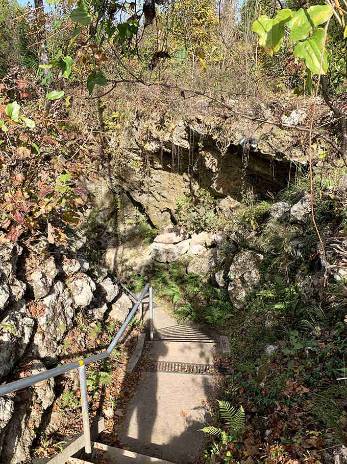 These steps lead visitors into another dimension of Florida's landscape &ndash; one that's been developing since before humans walked the earth.