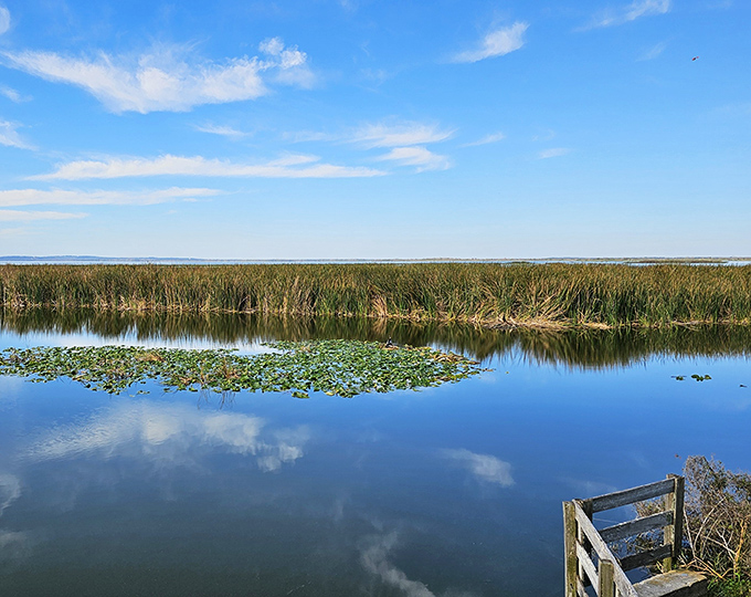 The boardwalk at Lake Apopka offers a perfect vantage point for watching the day end in a spectacular light show reflected in calm waters.