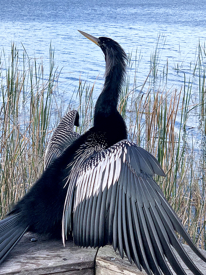 An anhinga strikes a dramatic pose, wings spread wide like nature's own performance artist taking a well-deserved curtain call.