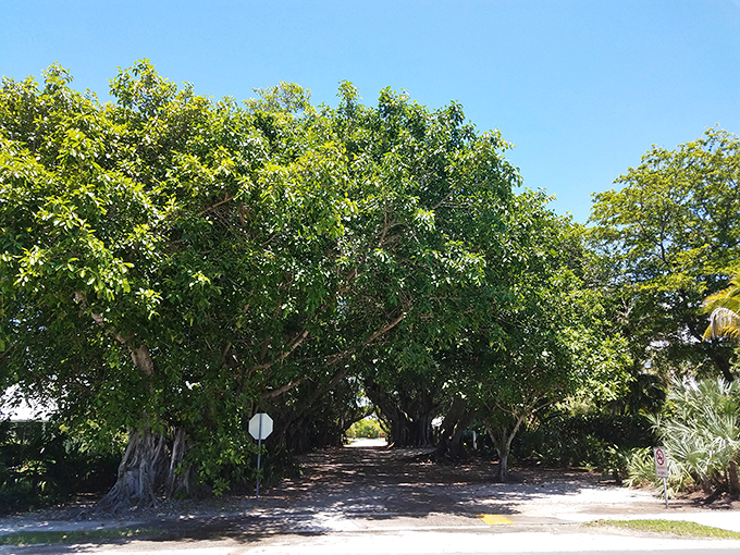 Banyan Street's natural cathedral of twisted trunks and aerial roots forms a shady tunnel that's become the island's most photographed natural wonder.