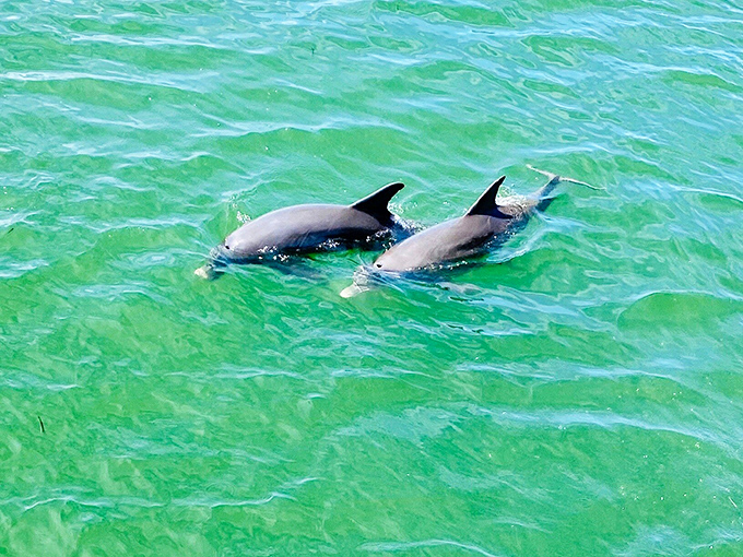 Dolphins: These playful marine mammals break the emerald surface, putting on a free show that beats anything you'd see at a theme park.