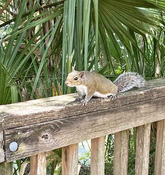 Eastern Gray Squirrel: This little bandit pauses mid-heist on the boardwalk railing, probably contemplating which picnic basket to raid next.