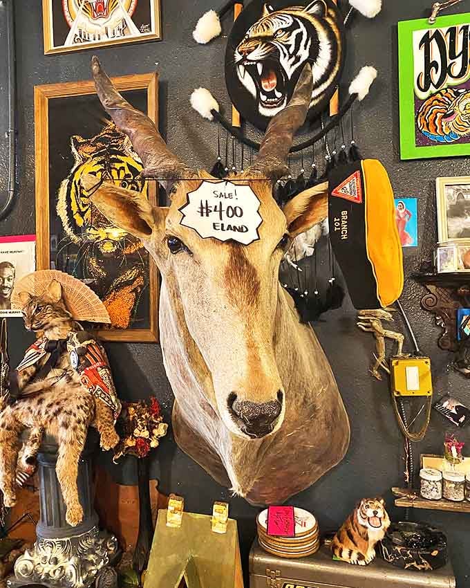 This majestic eland head watches over shoppers with a perpetually surprised expression, its $400 price tag suggesting it's waiting for a very specific home.