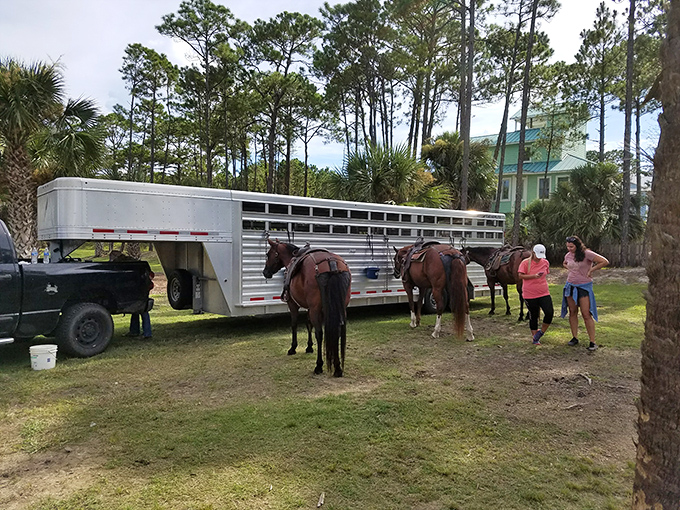 Behind the scenes at Two-bit Stable, where horses are carefully prepared for their beach adventures with riders.