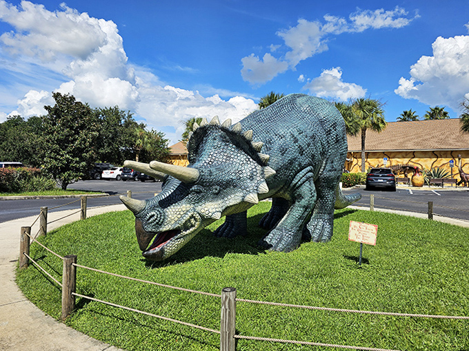This Triceratops looks ready to charge, its three horns and massive frill showcasing one of nature's most effective defensive designs.