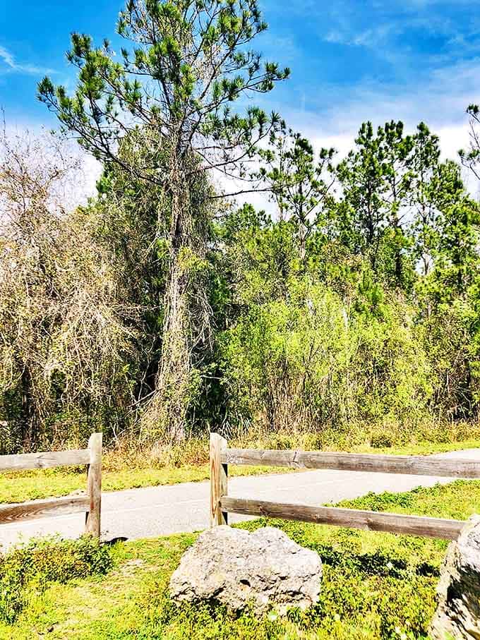This peaceful stretch of trail demonstrates that sometimes the best entertainment doesn't require electricity, just a willingness to put one foot in front of the other.