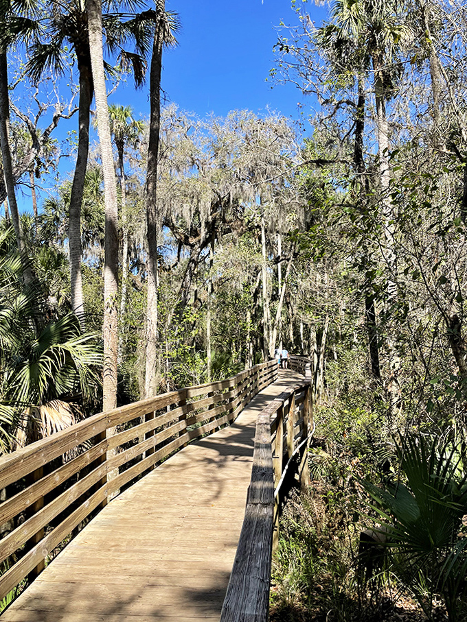 Sunny Boardwalk Trail: Shadows dance across sun-drenched planks as visitors follow this wooden ribbon through Florida's wild heart.