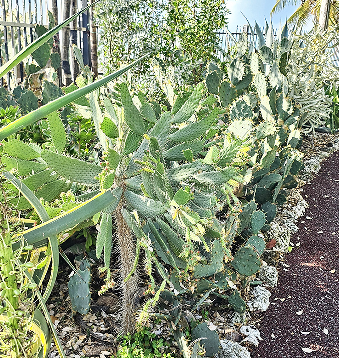 Desert meets tropics in this prickly collection, where spiny sentinels stand guard along the garden pathway.