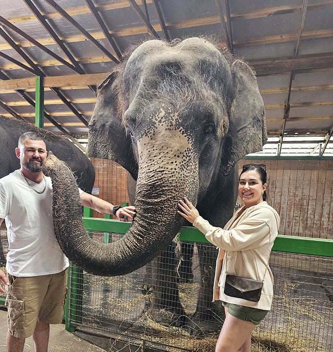 Up close and personal &ndash; this trunk inspection might be checking for hidden treats or just saying a friendly hello.