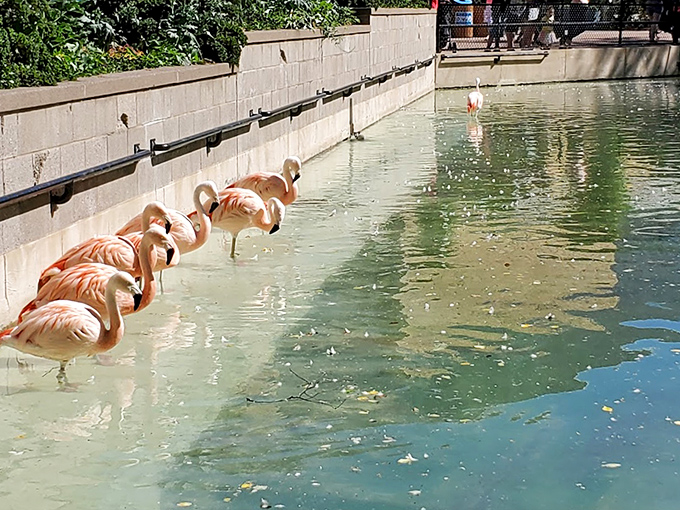 Flamingos line up like pink sentinels, demonstrating why they're nature's most fabulous birds despite their questionable standing choices.